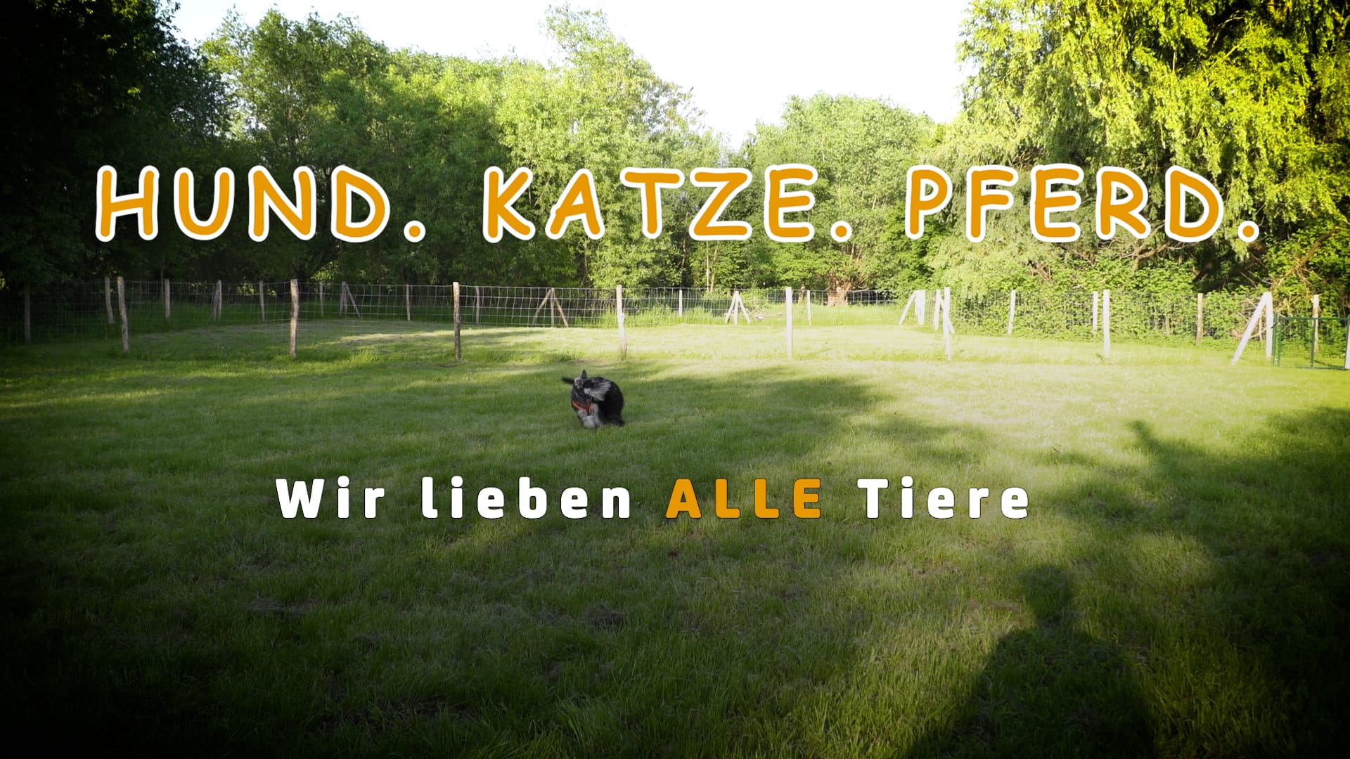 Hund. Katze. Pferd. Wir lieben alle Tiere - Hamburg 1
